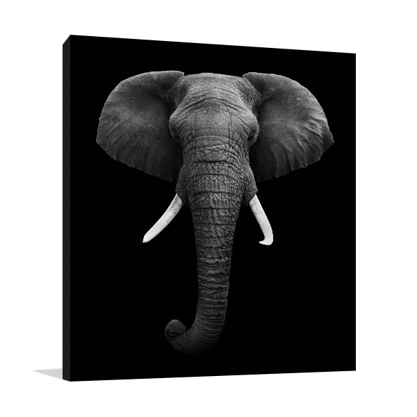 Elephant Head Isolated Wall Art Prints For Sale Australia
